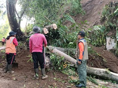 Made Rentin Kalaksa BPBD Provinsi Bali Terjun Menuju Musibah Tanah Longsor dan Pohon Tumbang ...
